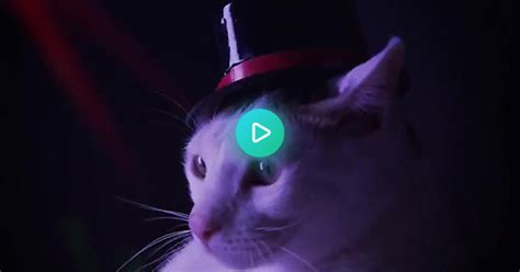 Mrw I Smoke Catnip  On Imgur