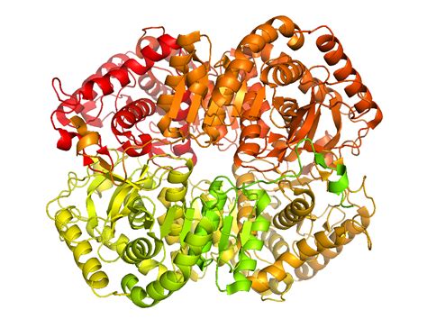 Lactate Dehydrogenase Wiki Everipedia