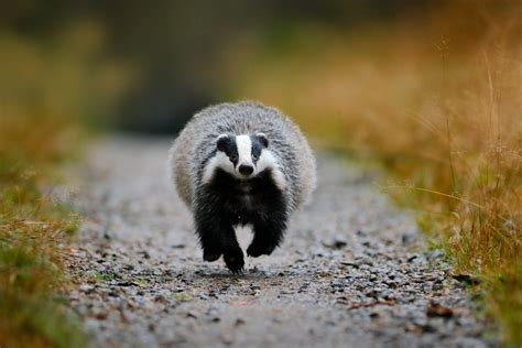 Uk Government Issues Badger Cull Licenses Despite Scientific Opposition