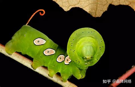搬运毛毛虫写真集 知乎