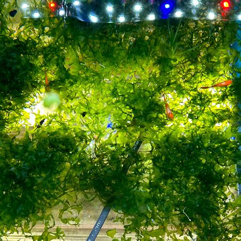 Subwassertang Justfishything