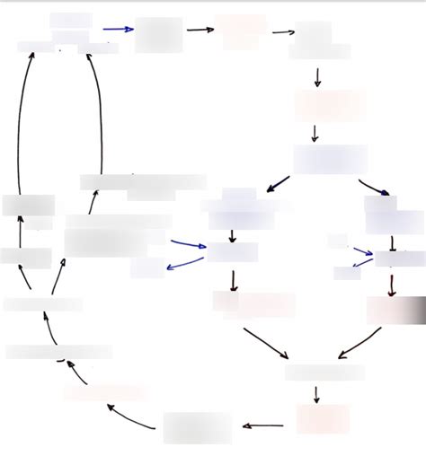 Blood Flow Diagram Quizlet