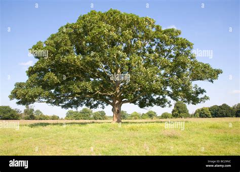 Sycamore Tree Hi Res Stock Photography And Images Alamy