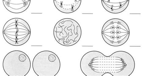 Pogil Mitosis Answer Key Unlock The Secrets Of Cell Division