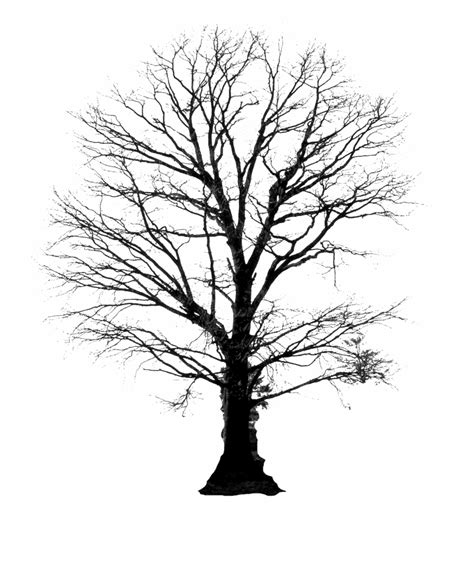 Free Tree With Roots Silhouette Vector Download Free Tree With Roots Silhouette Vector Png