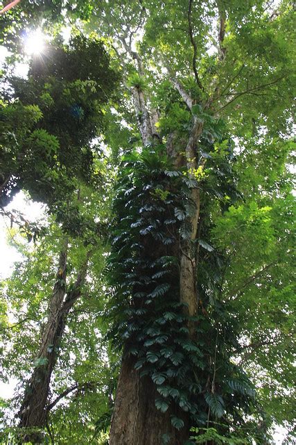 Pterocarpus Indicus Willd A Photo On Flickriver