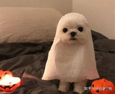 不瞒你说，养“马尔济斯”是我做过最正确的决定！ 知乎
