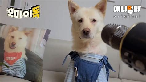 애니멀봐 [오마이독 Top20 영상편지] 나 곰이야 이 영상 혹시 보고있니 Sbs