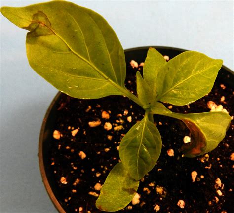 Bacterial Leaf Spot In Pepper