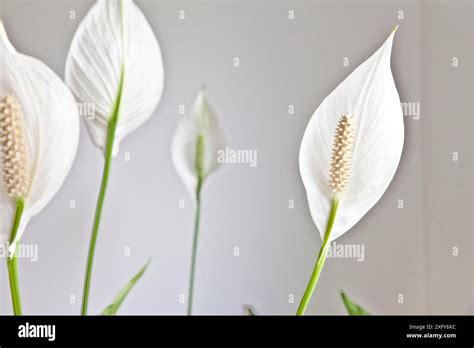 Houseplant With Large White Leaf In Oval Shape Is Also Called Peace