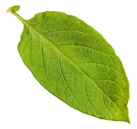 Premium Photo Green Leaf Of Potato Plant Isolated On White