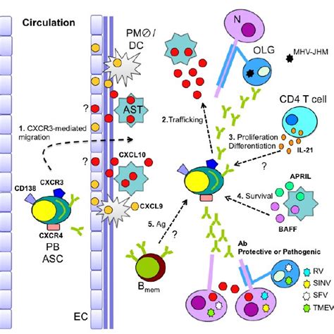 Cns B Cell Recruitment Maintenance During Glia Tropic Mhv Infection Download Scientific