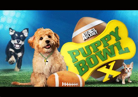 Kitten Bowl 