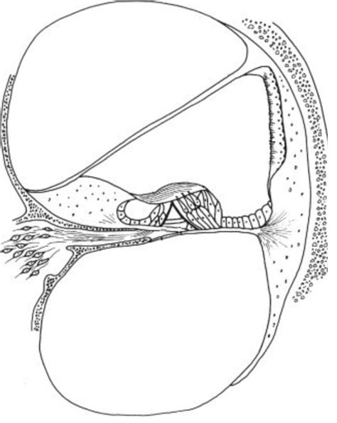 Cochlea Diagram Quizlet