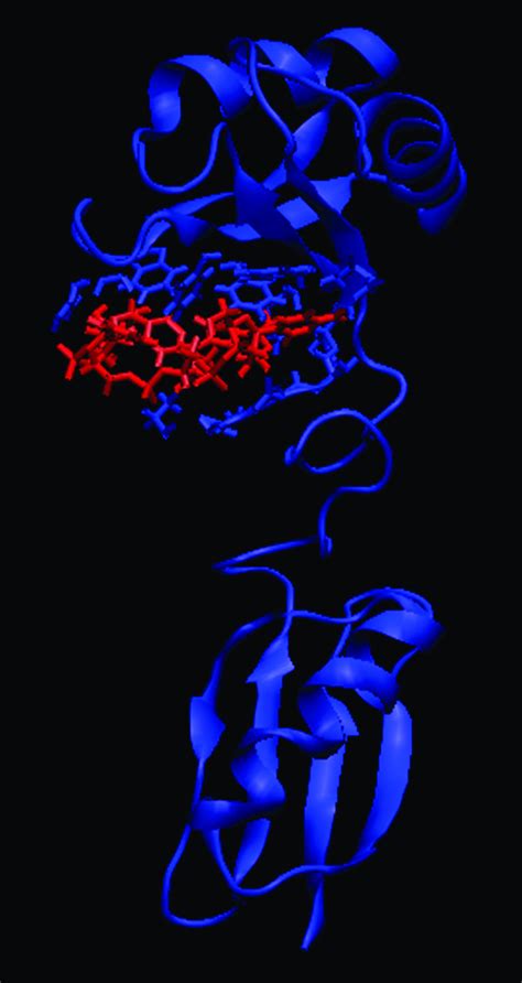 Solution Structure Of An Sr Protein Rrm From Human Srp20 Blue In Download Scientific Diagram