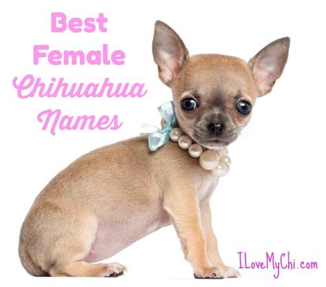Cute Chihuahua Names