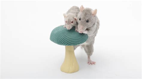 Ratty Highlight Meet My Dwarf Rat Pumpkin Seed Album On Imgur