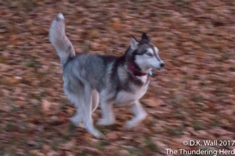 Dusk Dash Delaying When Your Name Is Called The Thundering Herd