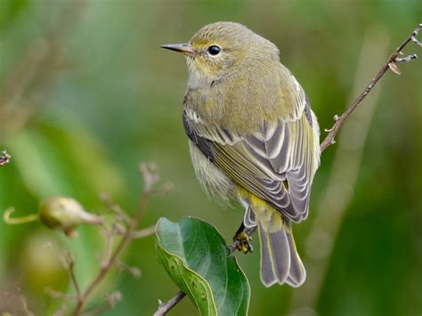 Cape May Warbler Ebird