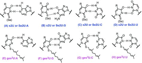 Base Pairing Patterns Of 2 Thiouridine S 2 U 2 Selenouridine Se 2