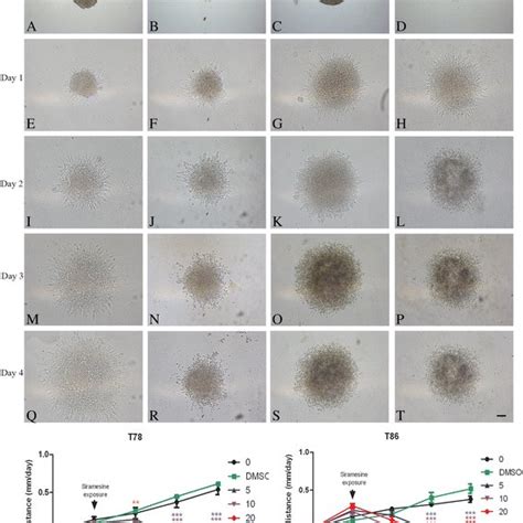 Propidium Iodide Uptake In Flat Surface Spheroid Migration Assay The