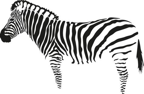 Zebra Vector Art At Getdrawings Free Download
