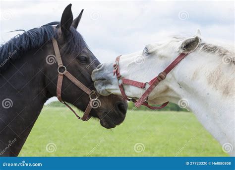 Baiser De Cheval Photo Stock Image Du Amour Cheval