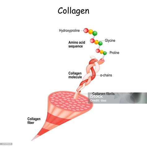 Collagen Anatomy Structure Of Collagen Fibers Stock Illustration