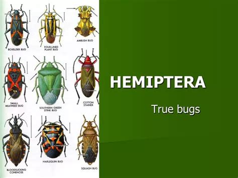 Ppt Hemiptera Powerpoint Presentation Free Download Id4183441