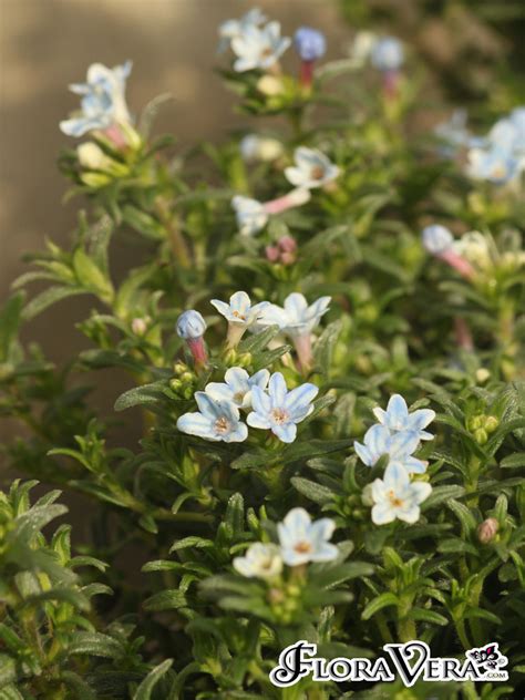 Lithodora Diffusa Floravera