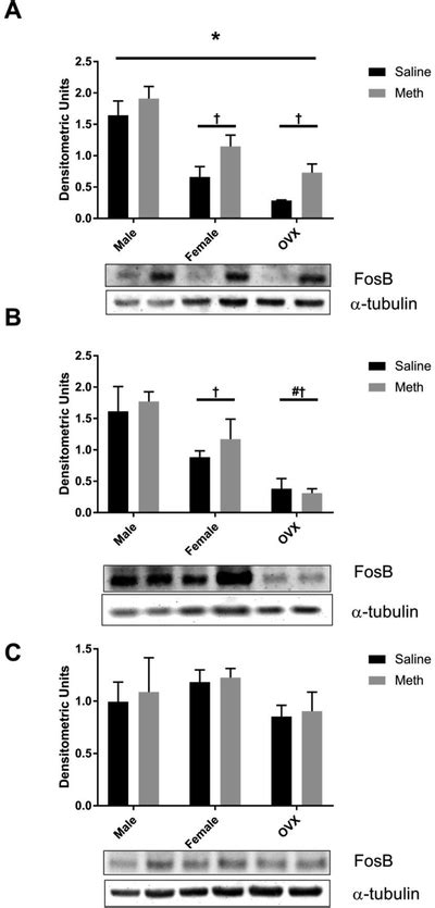 Sex Differences In Memory And Intracellular Signaling After Methamphetamine Binge Treatment