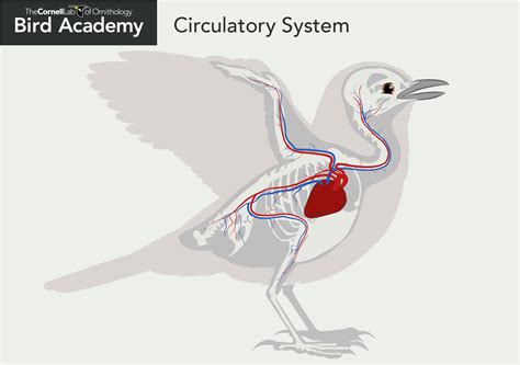 All About Bird Anatomy Bird Academy The Cornell Lab