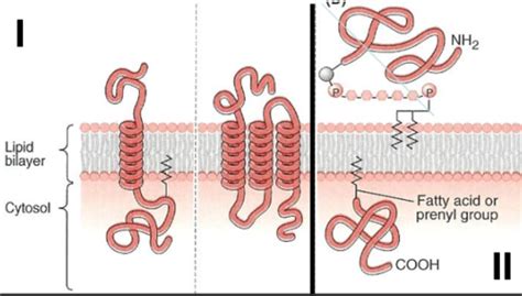 Plasma Membrane 1 9 Flashcards Quizlet