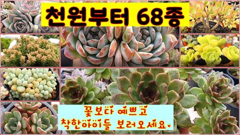 💗8월11일 대소다육 💗천원다육 부터 총68종의 착한가격 이쁜아이들 놓치지마세요多肉植物 Succulent たにくしょくぶつ