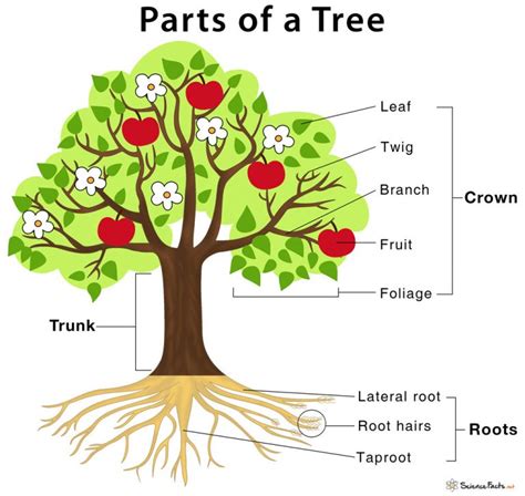 Carbon Cycle Definition Human Impacts Importance Diagram