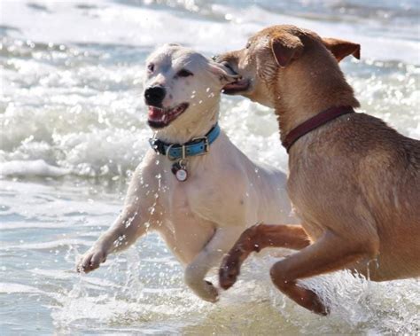 Creías saber por qué los perros se quedan pegados después del acto amatorio Acá te contamos