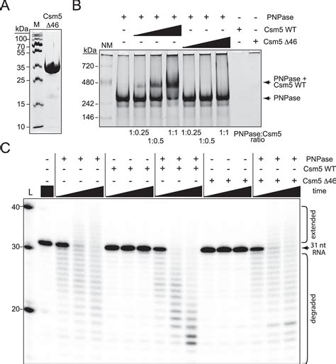 Critical Roles For Housekeeping Nucleases In Type III CRISPR Cas Immunity ELife