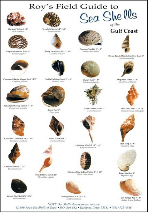 Pin By Nicole Koenig On Shells Sea Shells Shells Seashell