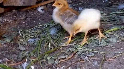 Курица несушка со своими цыплятами Смотреть онлайн в поиске Яндекса по Видео