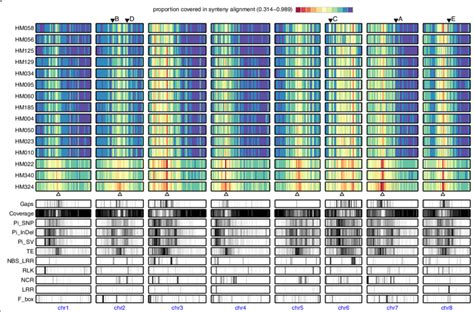 Heatmap Showing Percent Covered By Synteny Alignment For Each 1 Mb