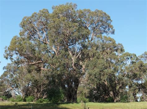 Tuart Eucalyptus Gomphocephala Robert Powell Tree Pictures