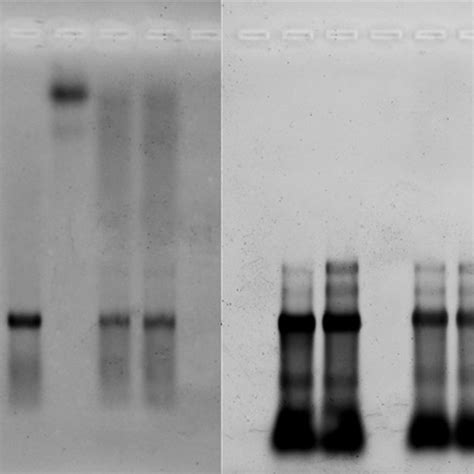 Hypothetical Secondary Structure Of The Fragment Of Human 18s Rrna As
