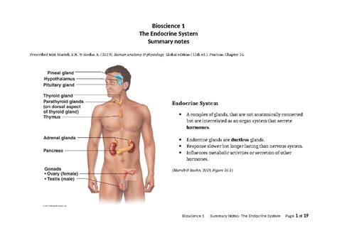 Endocrine System Summary Notes 2023 Bioscience 1 The Endocrine System