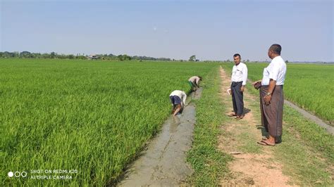 ကြို့ပင်ကောက်မြို့တွင် နွေစပါးစုစုပေါင်း ၁၁၇၅ ဧက စိုက်ပျိုးထားရှိ