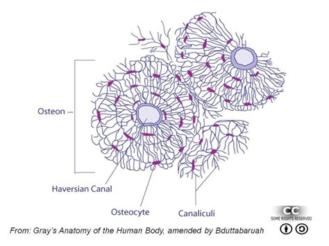Compact Bone Tissue Diagram