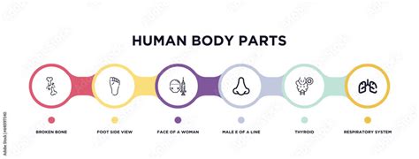 Broken Bone Foot Side View Face Of A Woman Male E Of A Line Thyroid Respiratory System