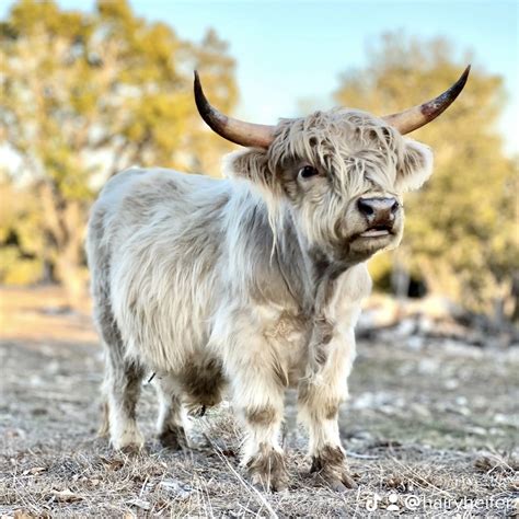 Miniature Highland Cows