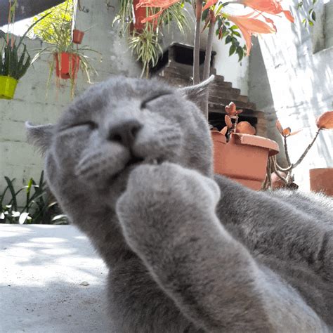 Meow On Tumblr