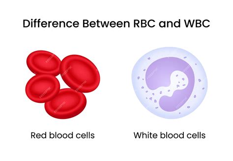 Difference Between Rbc And Wbc Premium Vector