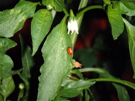 My Bucket Garden Ladybugs Love Aphids